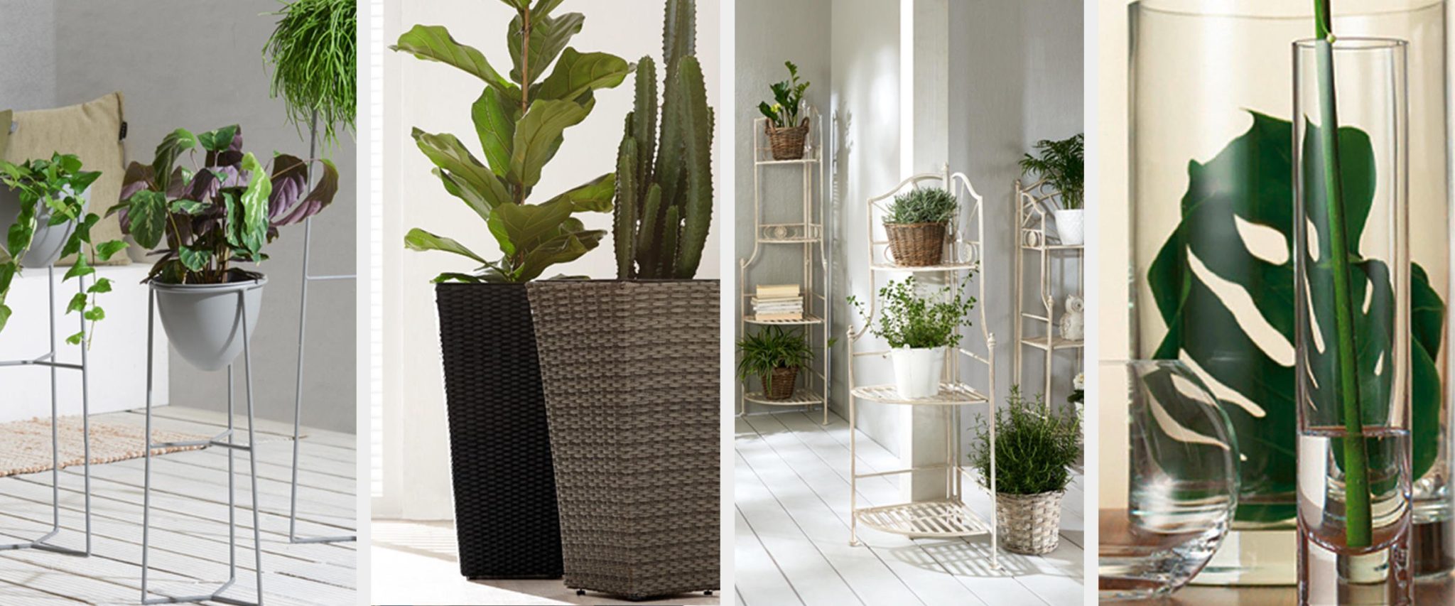 Modne sobne rastline za vsak dom | Meganakupek