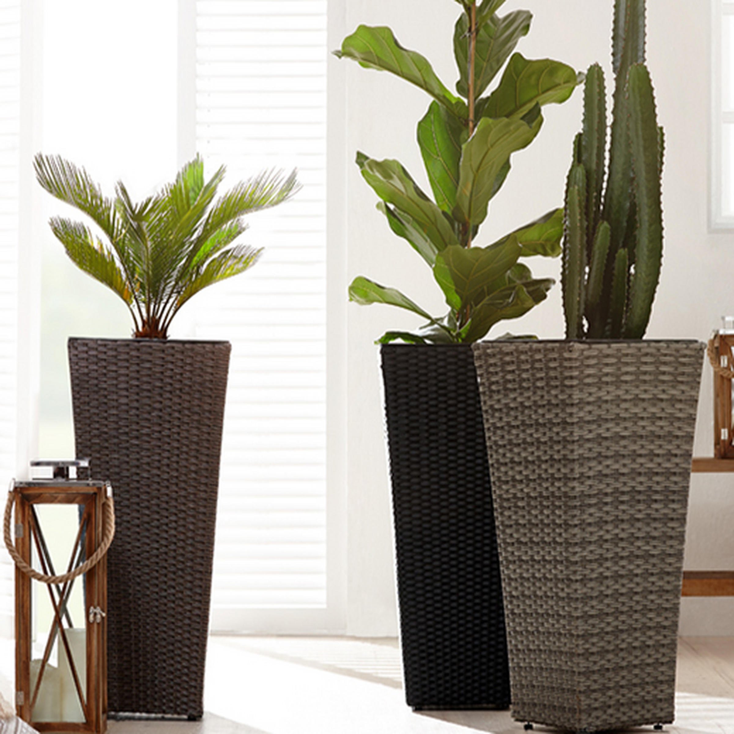 Modne sobne rastline za vsak dom | Meganakupek